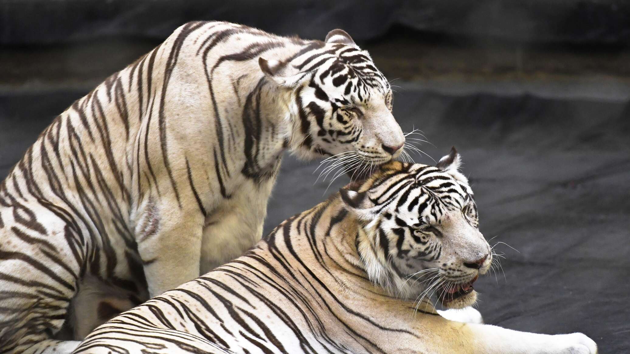 Каким знакам зодиака повезет в любви в Год Тигра-2022