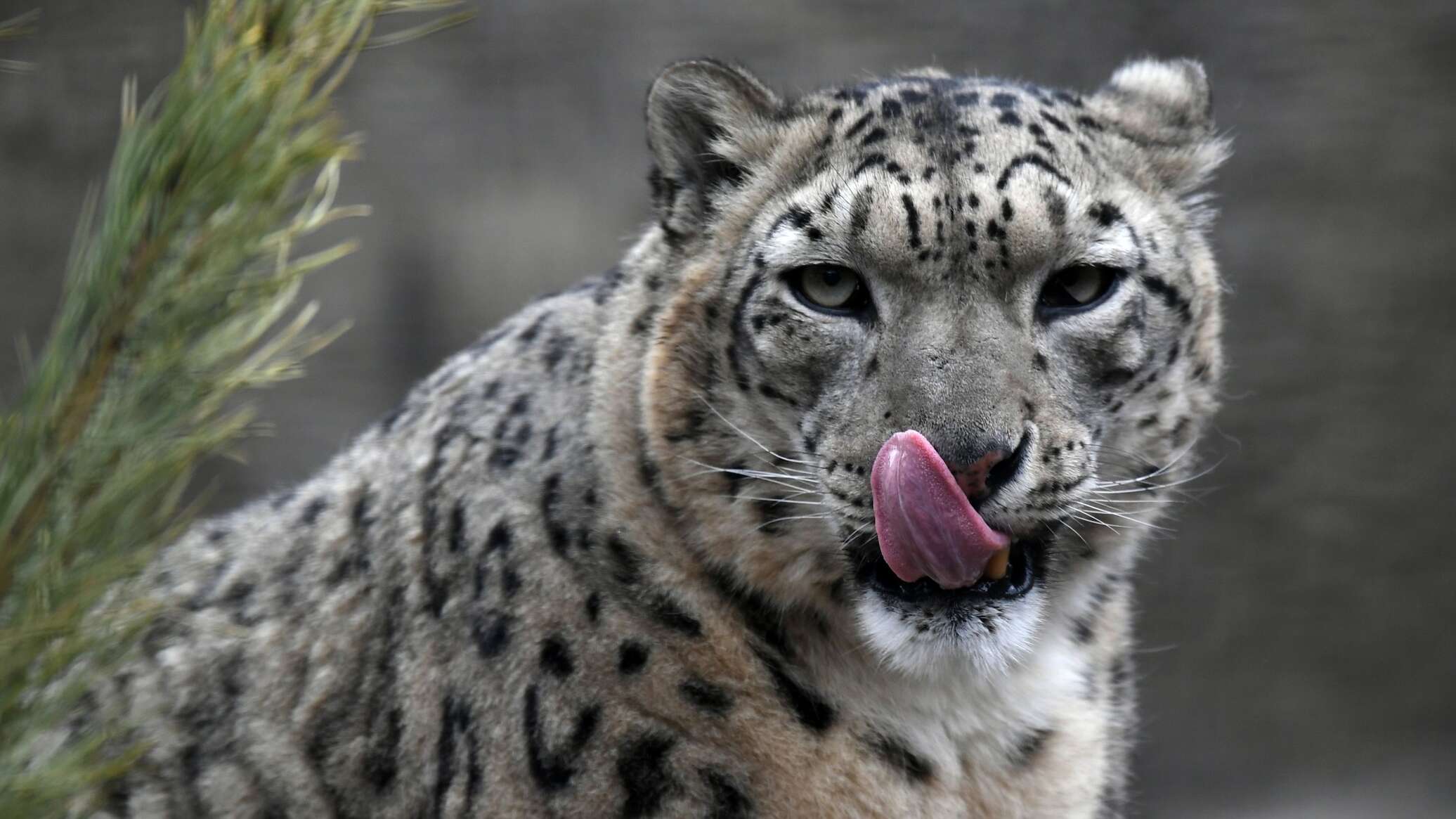 Video: Hisor davlat qo‘riqxonasida qor qoploni tasvirga olindi