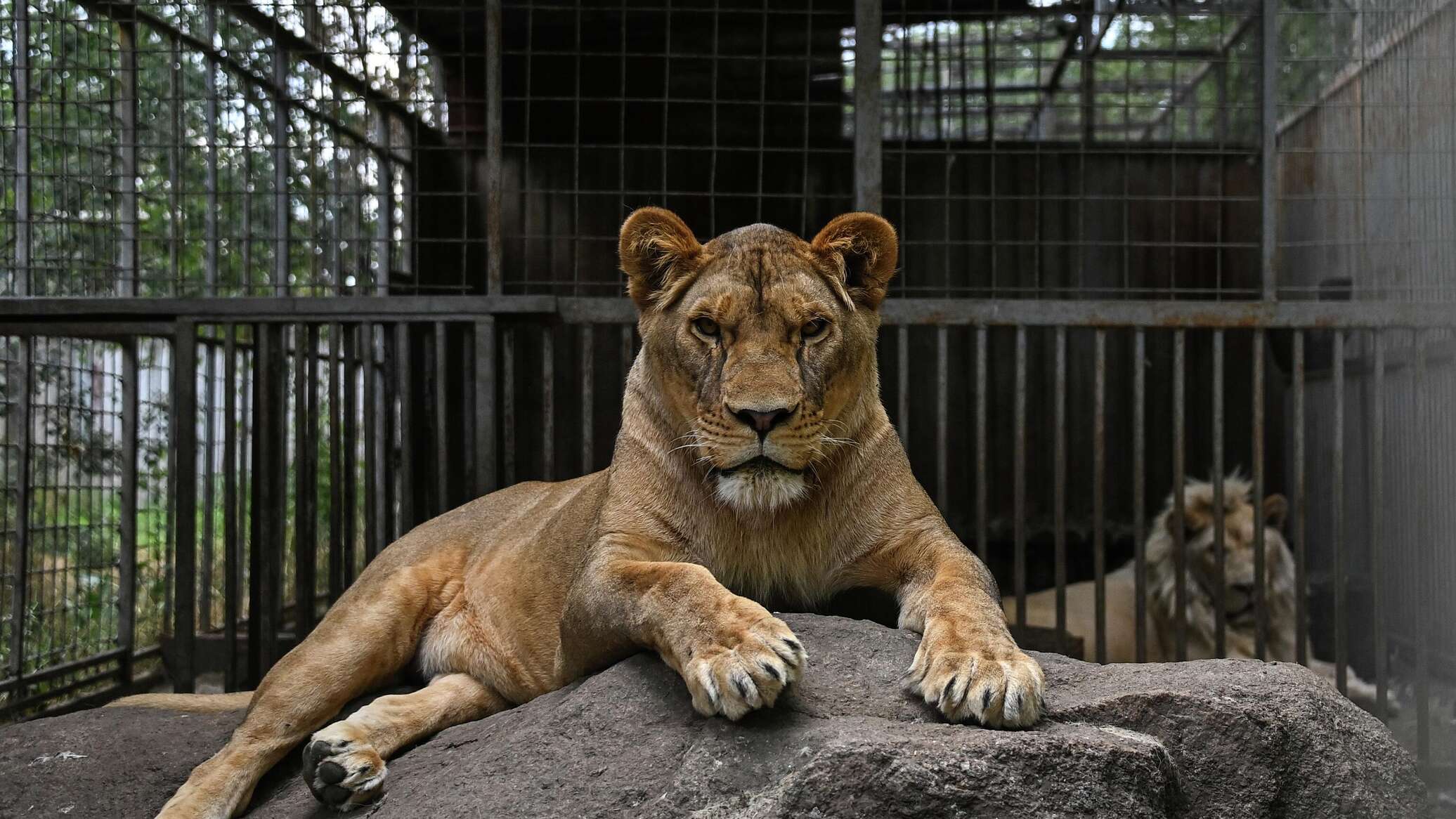 Qaysi yovvoyi hayvonlarni uyda saqlash taqiqlangan