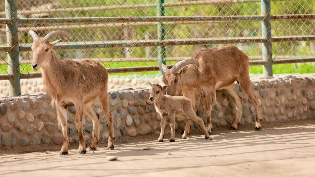 O‘zbekistonda ikkita noyob hayvon tug‘ildi — foto