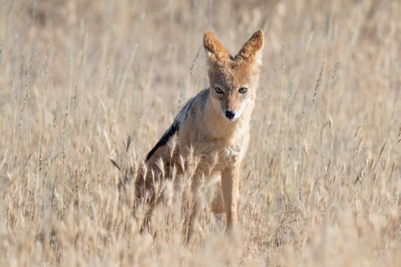 Yovvoyi hayvonlar va bolalarining nomlari