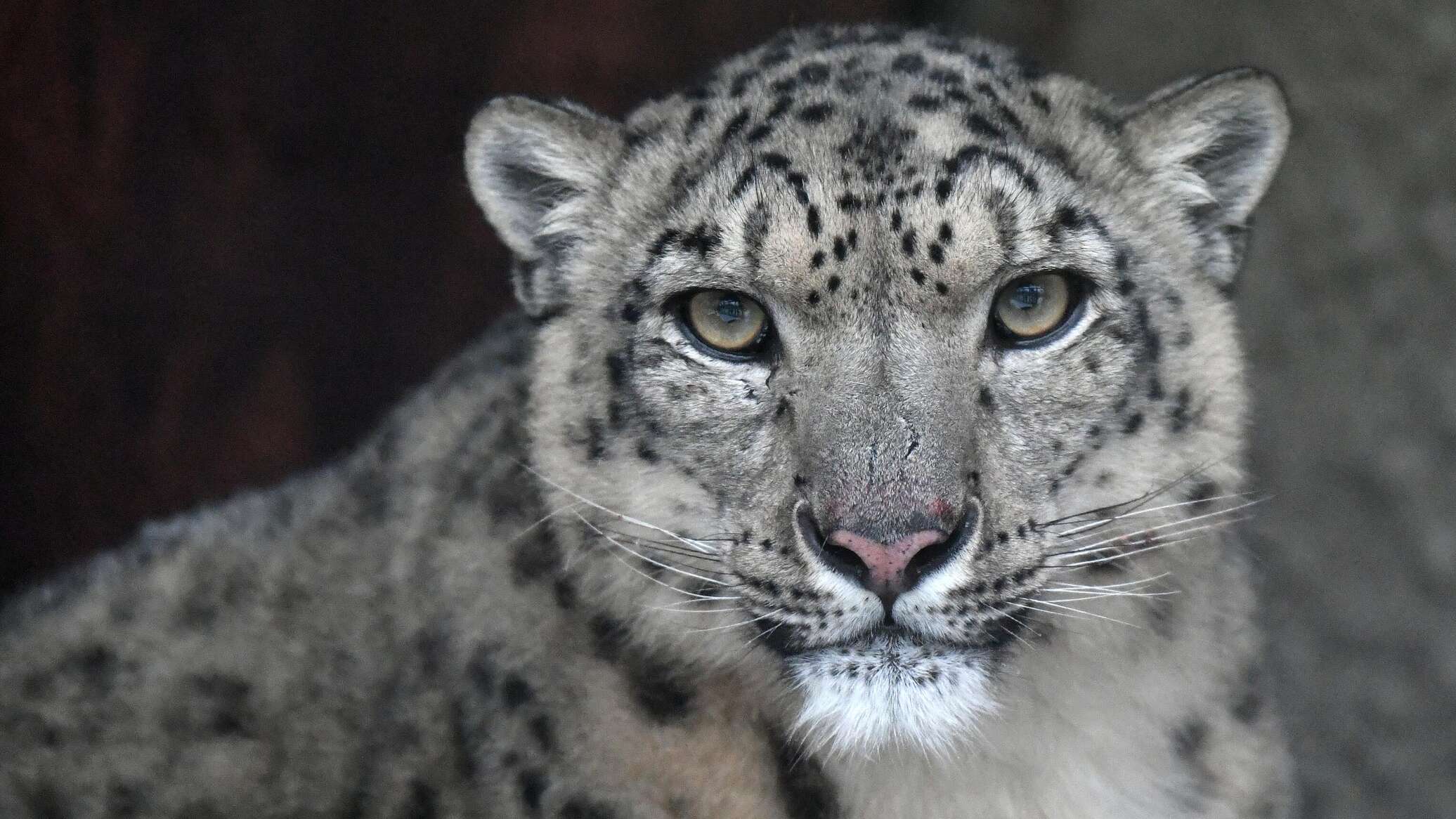 O‘zbekistonda ilk bor yovvoyi hayvonlarni saqlash bo‘yicha konferensiya ...