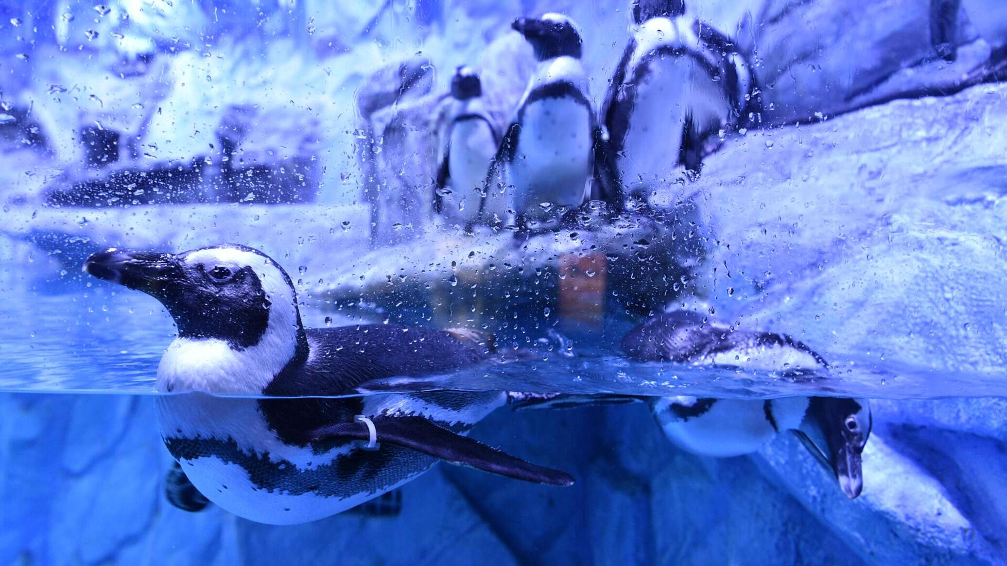 Toshkentda pingvinlar qanday yashamoqda?