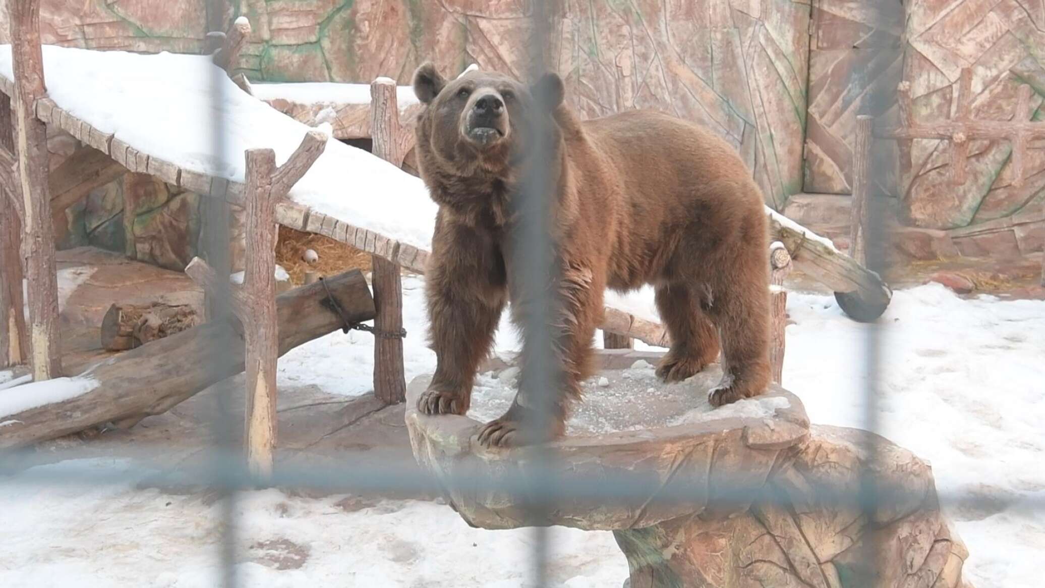 Toshkent hayvonot bog‘ida hayvonlar qanday qishlaydi — video