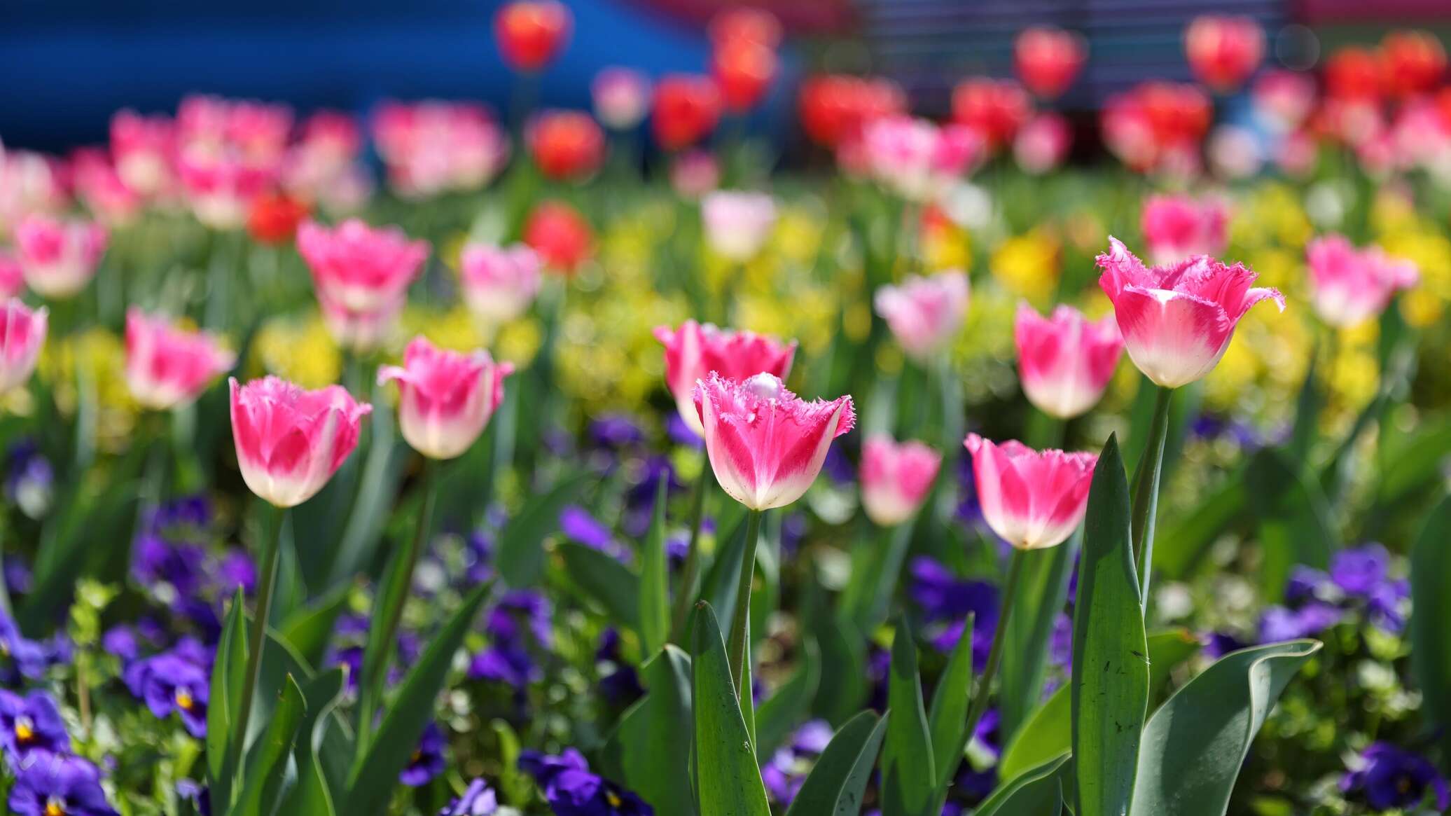 Toshkentda bahor: ranglar va iforlar simfoniyasi