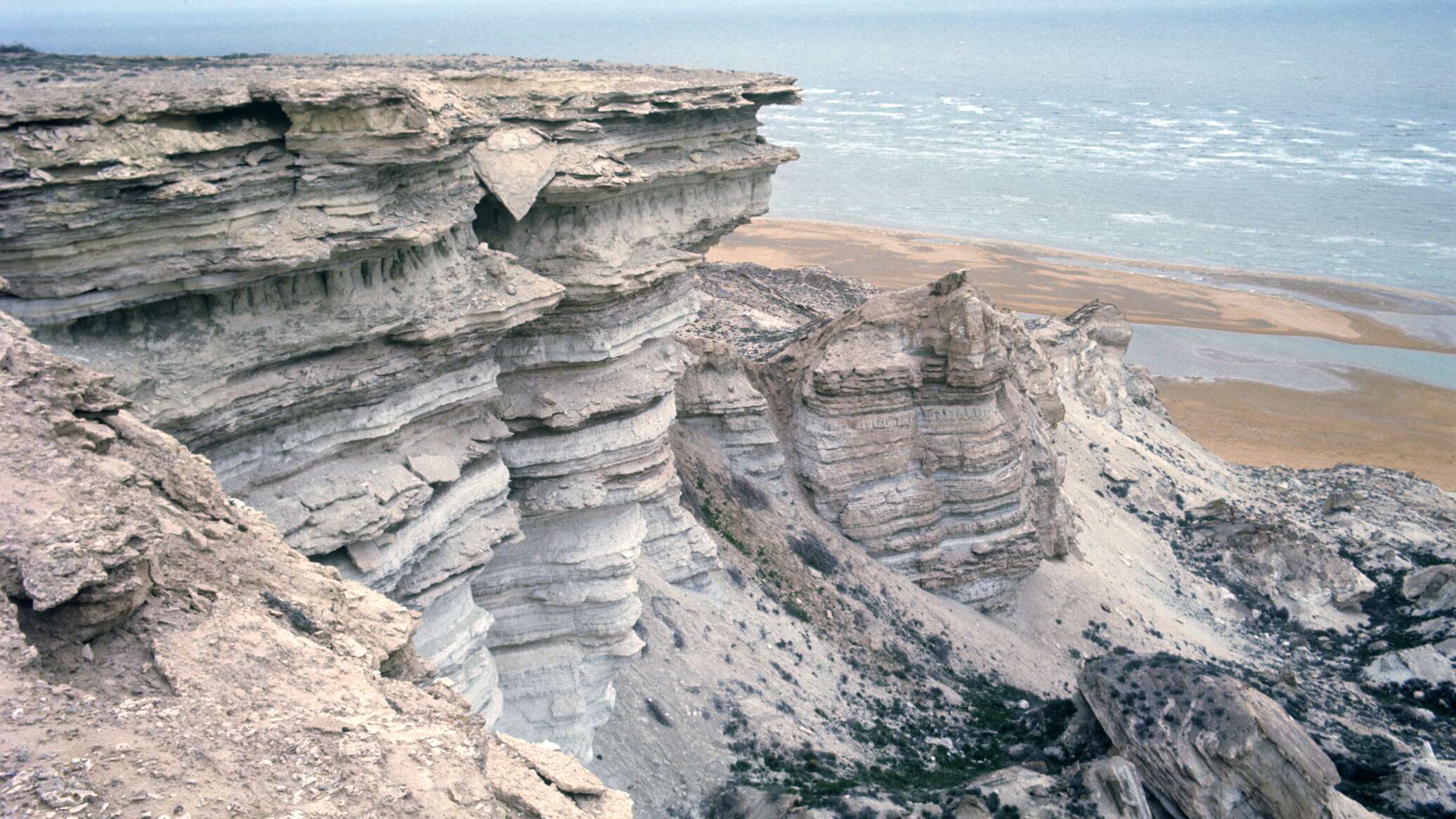 O‘zbekiston va Qozog‘iston Usturt platosidagi hayvonlarni asrashda ...